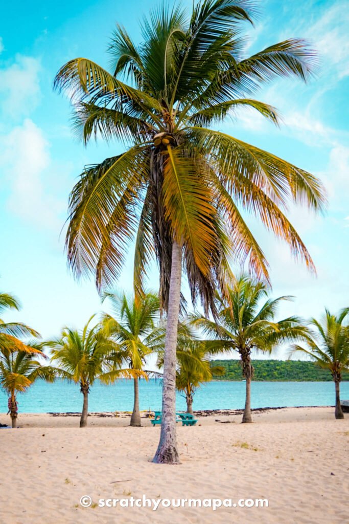 Best Things to Do in Vieques, Puerto Rico: Top Beaches, Wildlife, and ...
