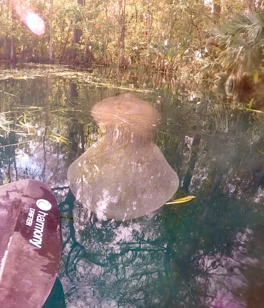 The Top 10 Unique Things in Florida to Do - Scratch your mapa