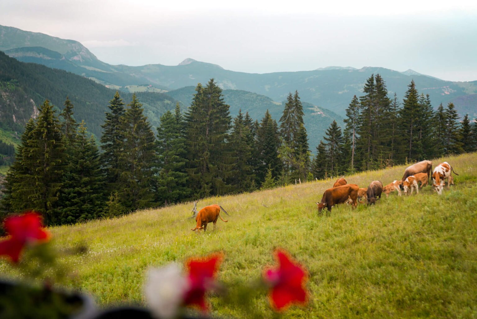 Visiting Peja: One of the Most Beautiful Places to Visit in Kosovo ...