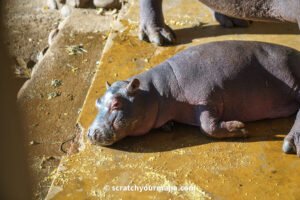 Jessica the Hippo: The Ultimate Bucket List Animal Encounter - Scratch ...