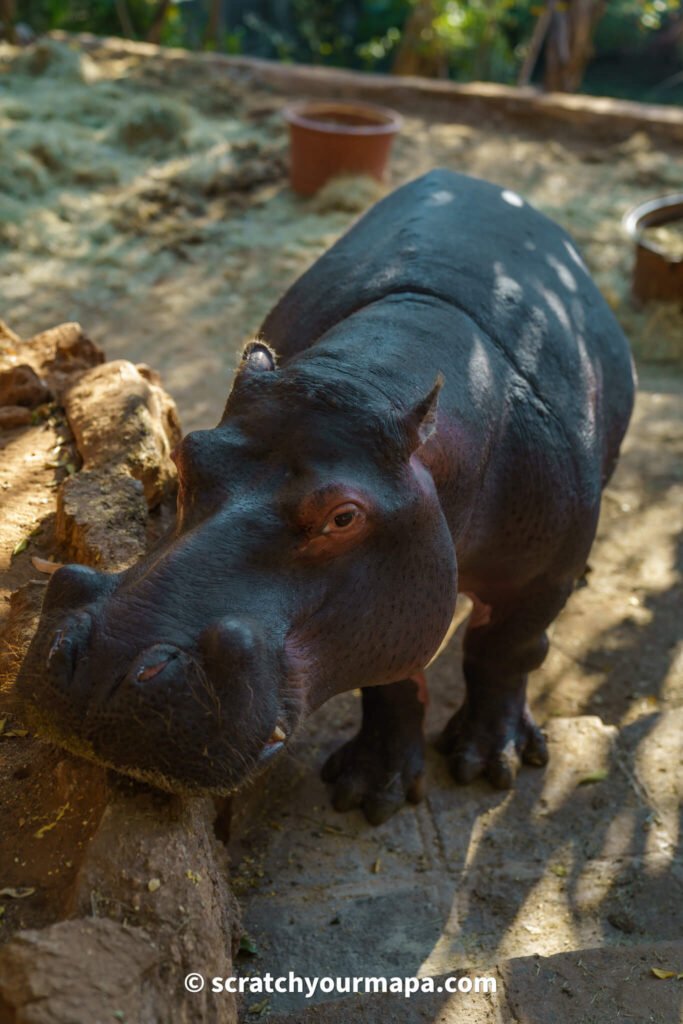Jessica the Hippo: The Ultimate Bucket List Animal Encounter - Scratch ...