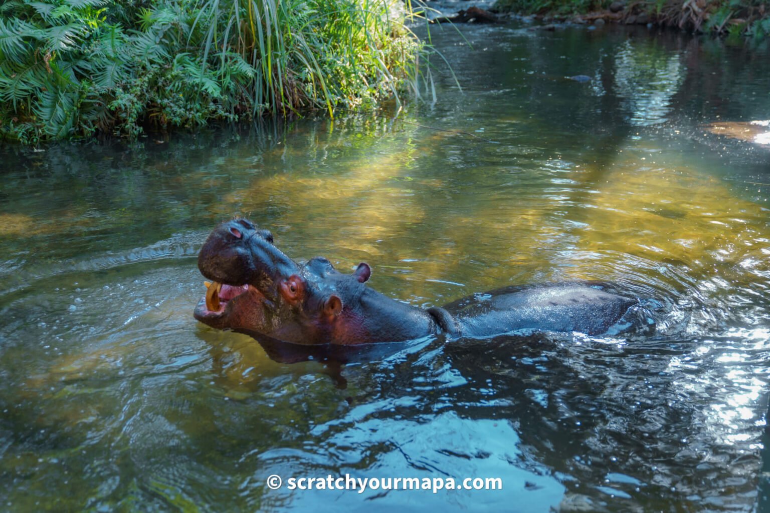 Jessica the Hippo: The Ultimate Bucket List Animal Encounter - Scratch ...