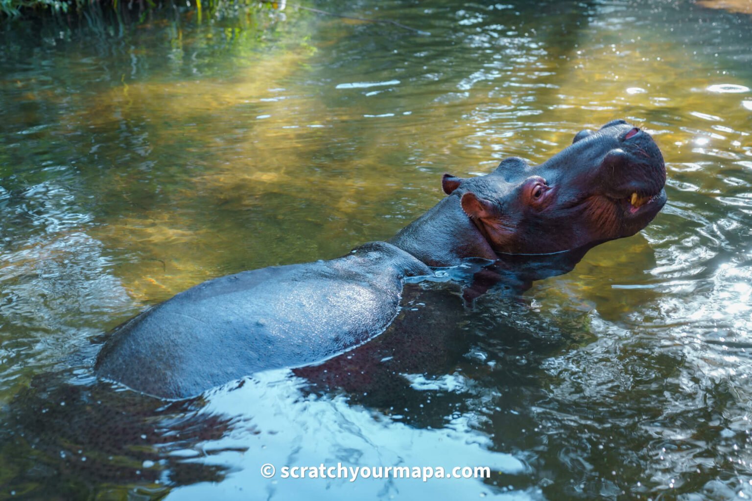 South Africa Bucket List Experiences: 23 Unforgettable Adventures to Try