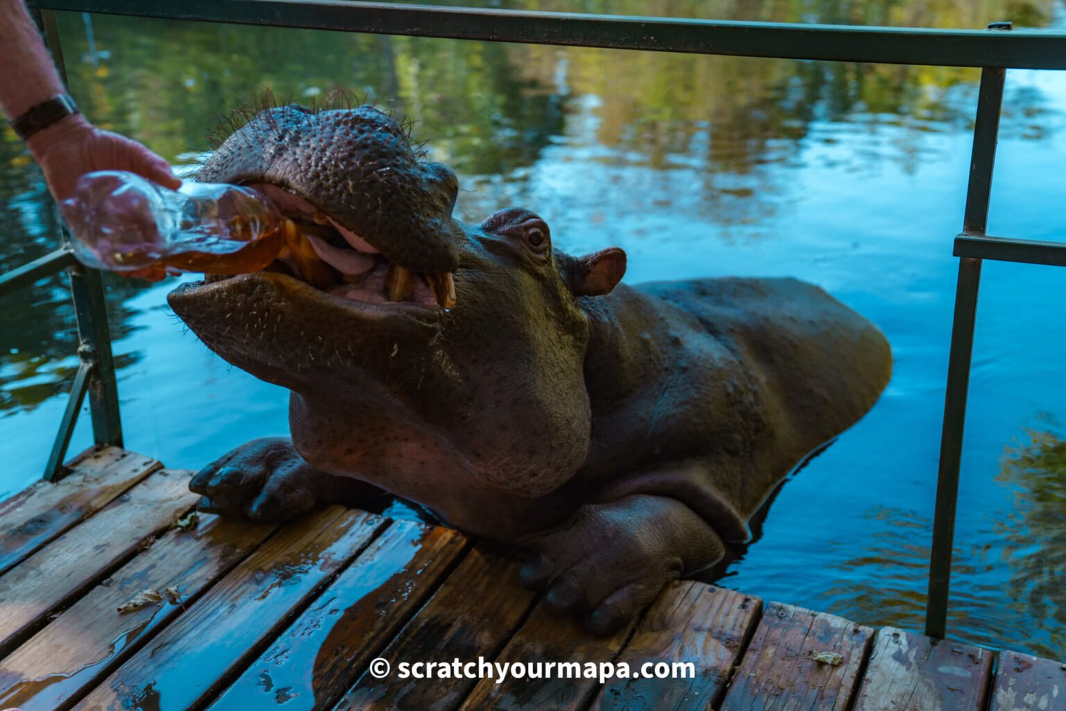 Jessica the Hippo: The Ultimate Bucket List Animal Encounter - Scratch ...