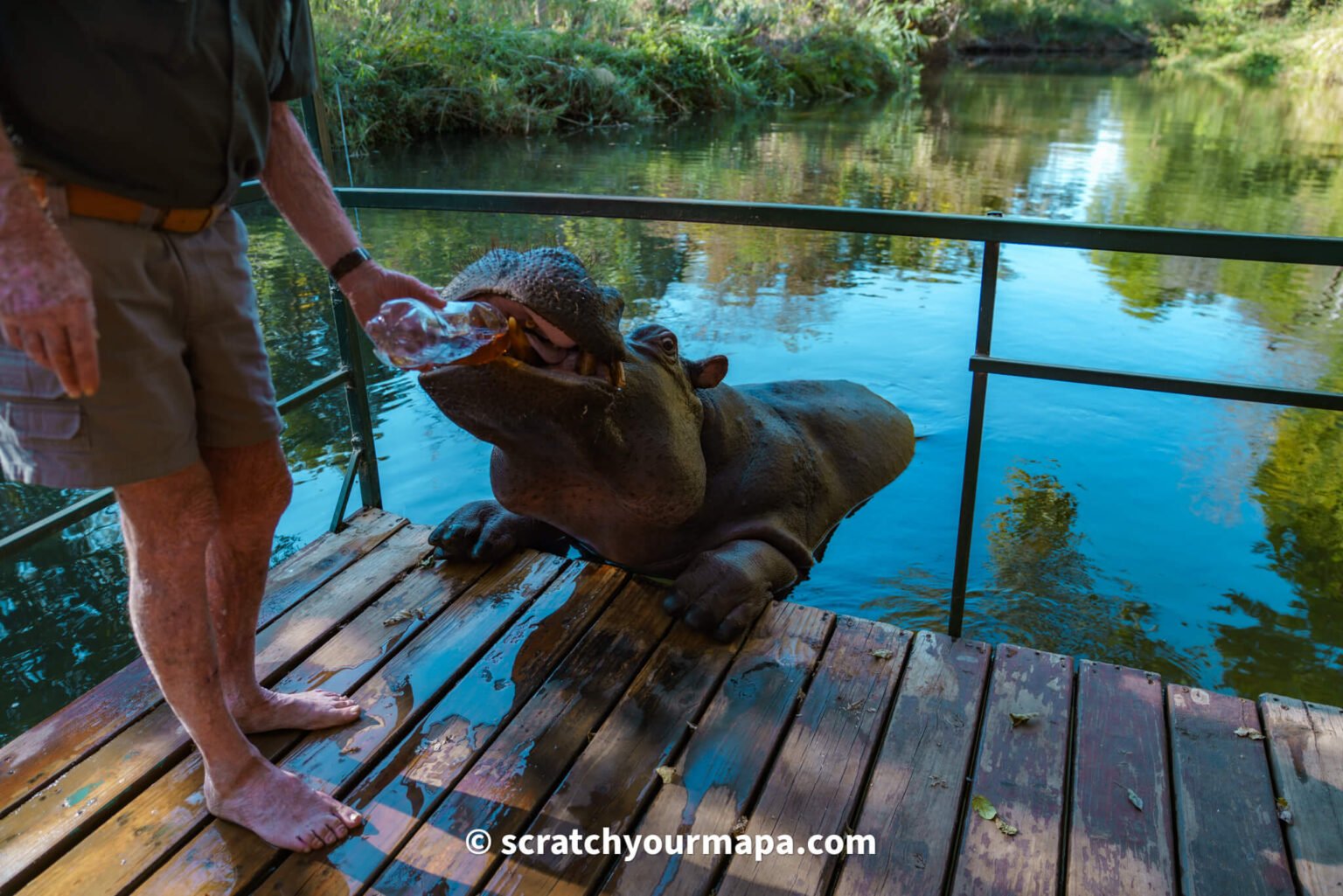Jessica the Hippo: The Ultimate Bucket List Animal Encounter - Scratch ...