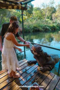 Jessica the Hippo: The Ultimate Bucket List Animal Encounter - Scratch ...
