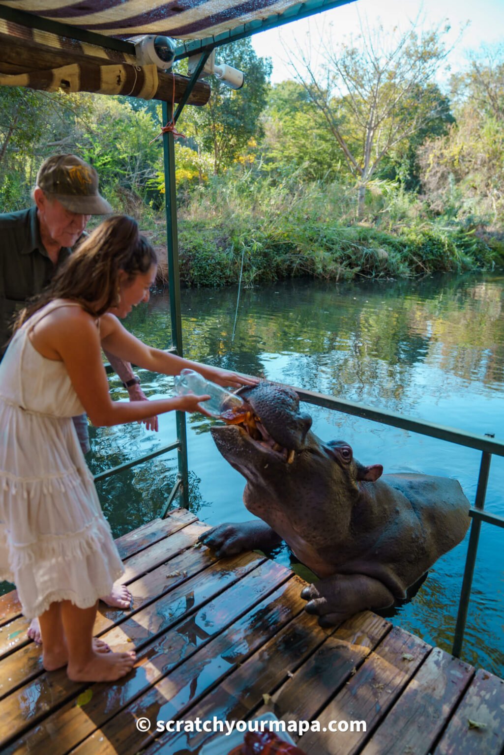 Jessica the Hippo: The Ultimate Bucket List Animal Encounter - Scratch ...