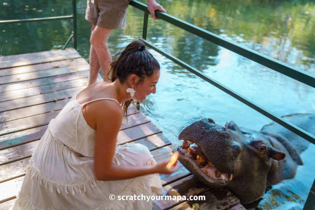 Jessica the Hippo: The Ultimate Bucket List Animal Encounter - Scratch ...