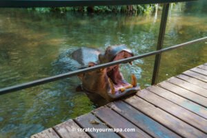 Jessica the Hippo: The Ultimate Bucket List Animal Encounter - Scratch ...