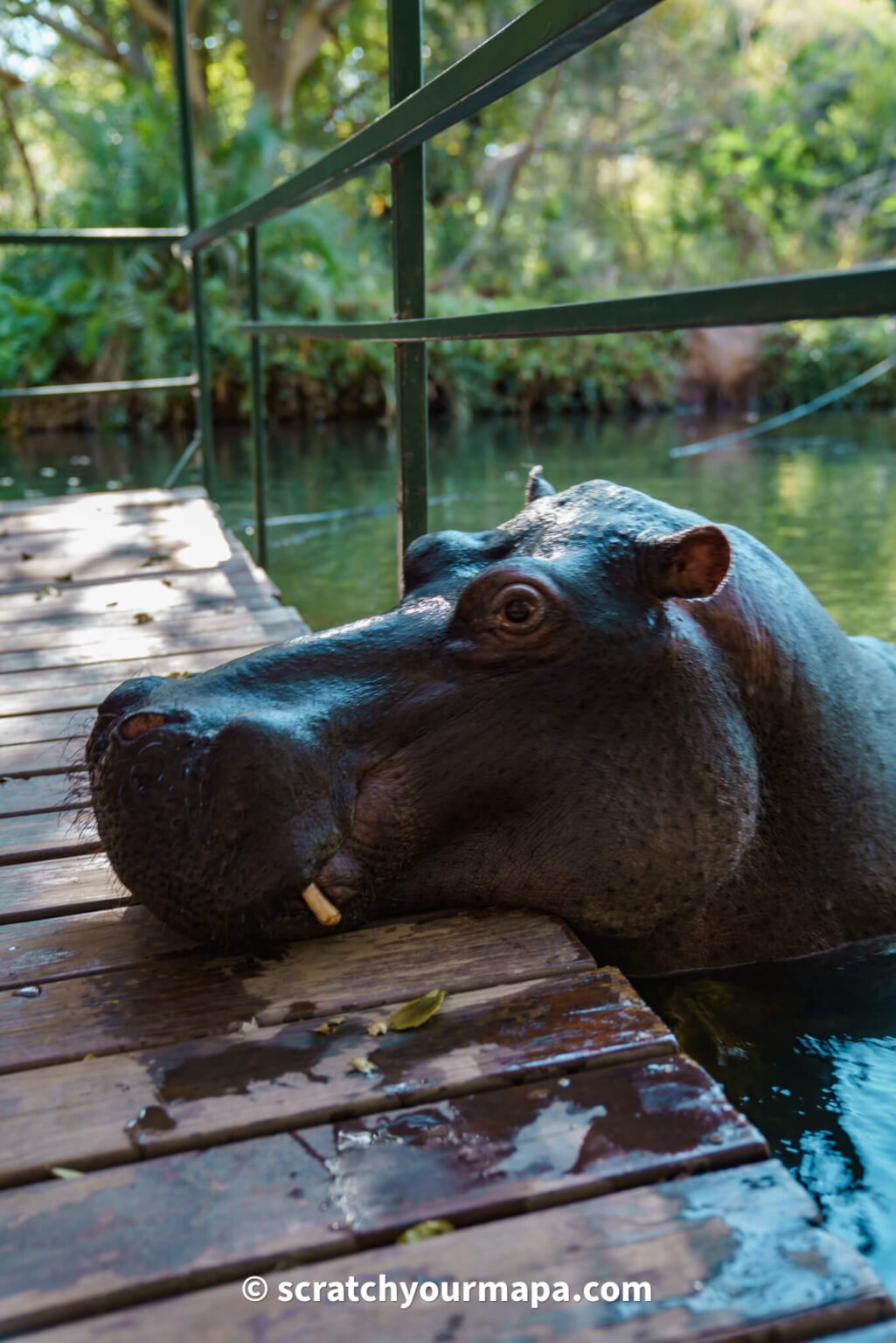 South Africa Bucket List Experiences: 23 Unforgettable Adventures to Try