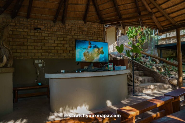 Jessica the Hippo: The Ultimate Bucket List Animal Encounter - Scratch ...