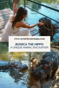 Jessica the Hippo: The Ultimate Bucket List Animal Encounter - Scratch ...