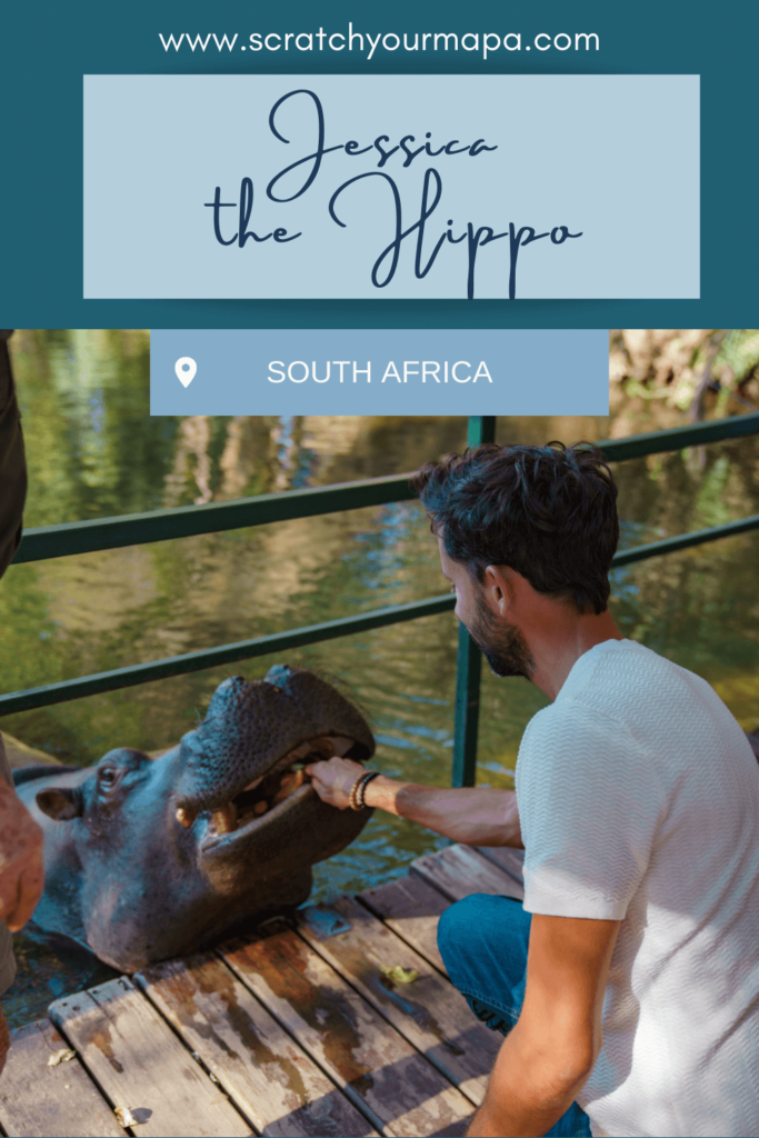 Jessica the Hippo: The Ultimate Bucket List Animal Encounter - Scratch ...