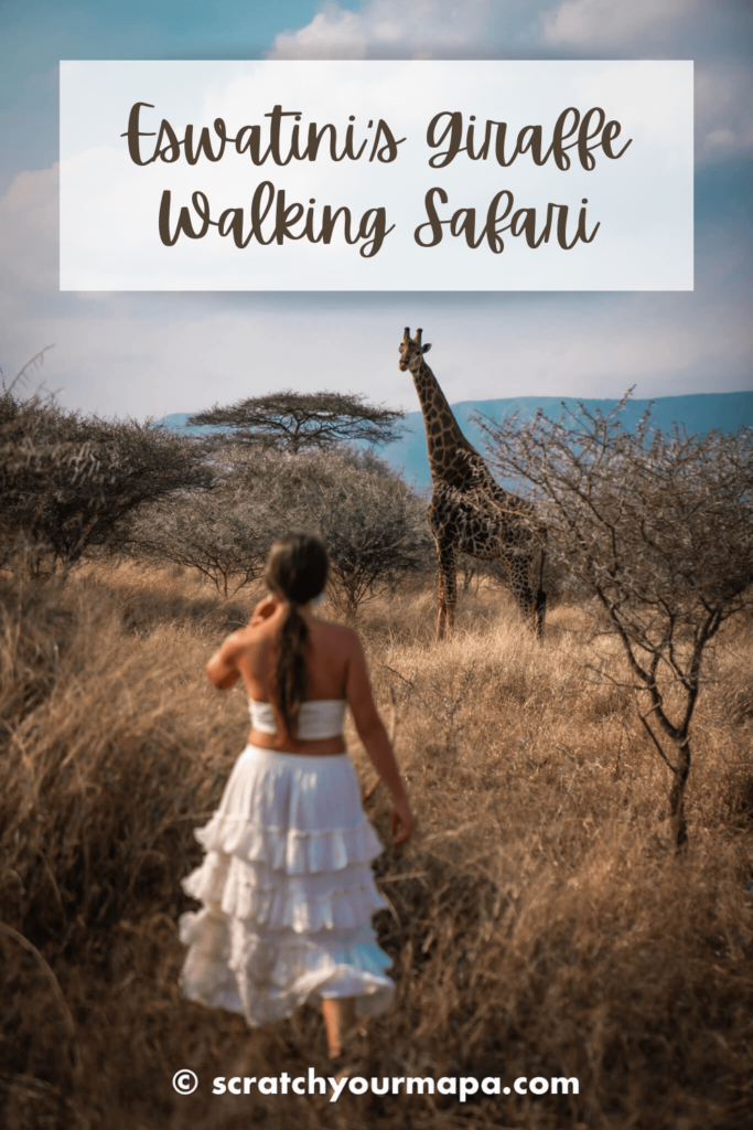 The Best Safari Experiences in Eswatini: Get Up Close on a Giraffe Walking Safari - Scratch your ...