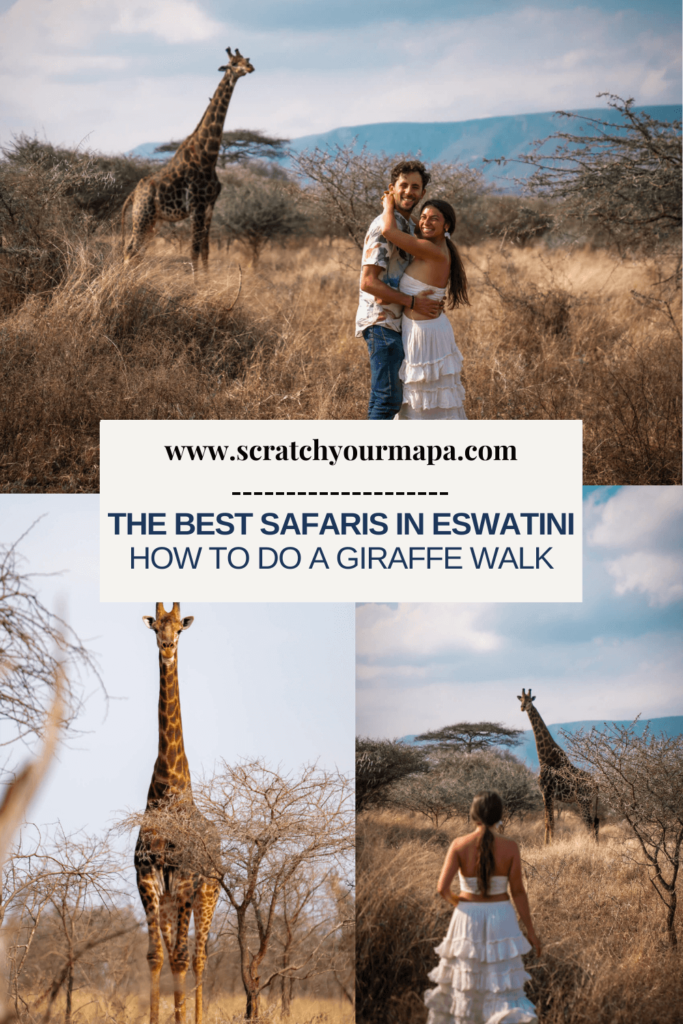 The Best Safari Experiences in Eswatini: Get Up Close on a Giraffe Walking Safari - Scratch your ...