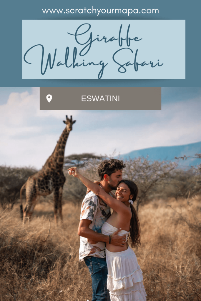 The Best Safari Experiences in Eswatini: Get Up Close on a Giraffe Walking Safari - Scratch your ...