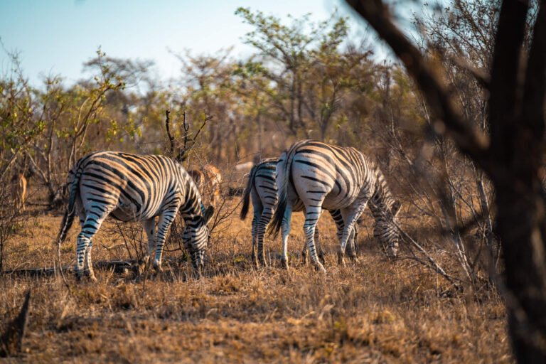 South Africa Bucket List Experiences: 23 Unforgettable Adventures to Try