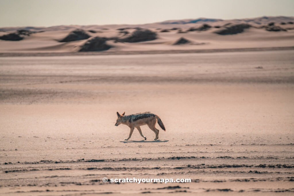 Your Guide to Experiencing a Sandwich Harbour 4x4 Tour in Namibia ...