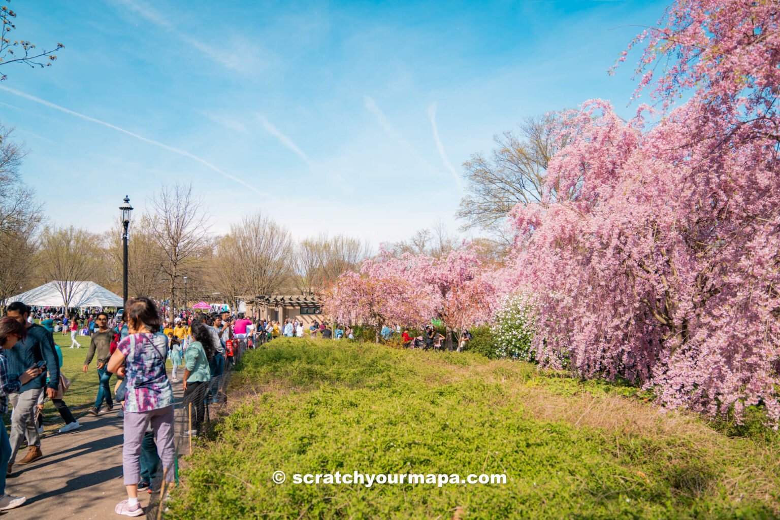 Branch Brook Park Cherry Blossom Festival: A Guide to New Jersey's ...