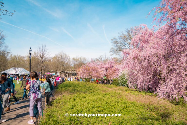 Branch Brook Park Cherry Blossom Festival: A Guide to New Jersey's ...