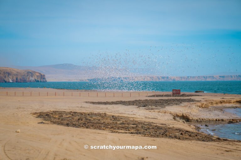 Paracas National Reserve: A Complete Guide to Peru’s Coastal Gem ...
