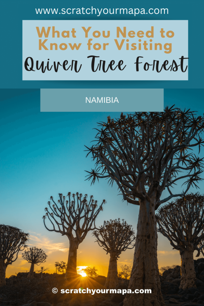 Quiver Tree Forest, Namibia: A Guide to Visiting This Otherworldly ...