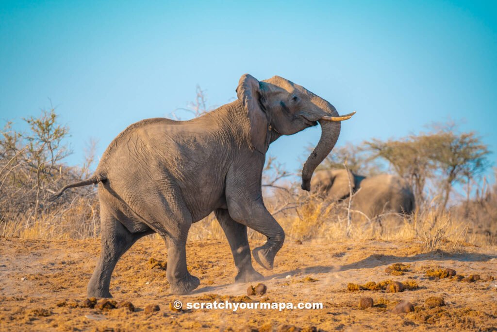 Visiting Botswana for the First Time: Everything You Need to Know ...